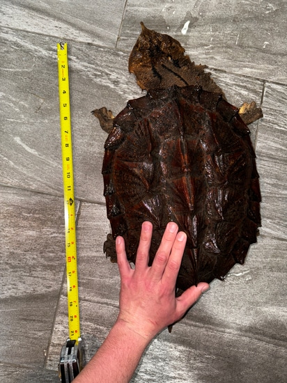 Adult Mata Mata Turtle Snapping Turtle by AquaTerra Exotic Pets