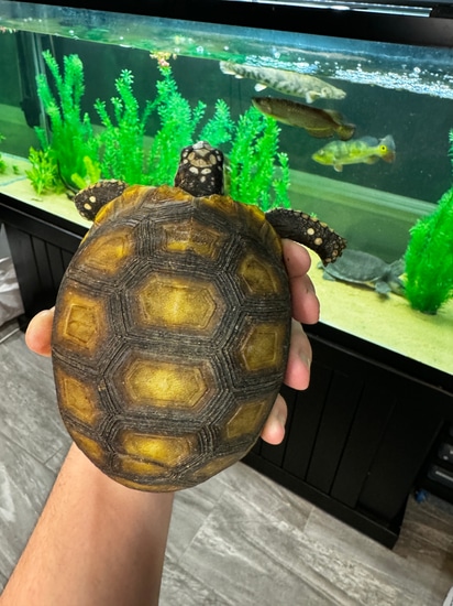 Female Amazon Basin Yellow Foot Yellow-Footed Tortoise by AquaTerra ...