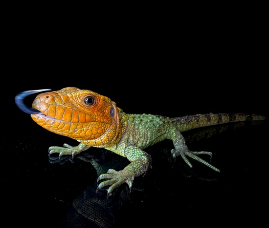 Baby Caiman Lizard Water Monitor by AquaTerra Exotic Pets