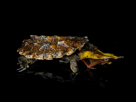 Mata Mata 7”-9” Snapping Turtle by AquaTerra Exotic Pets