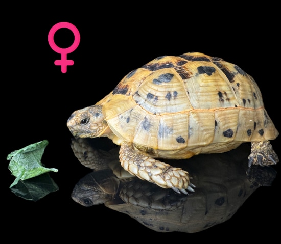 Female Libyan Greek Tortoise! by AquaTerra Exotic Pets