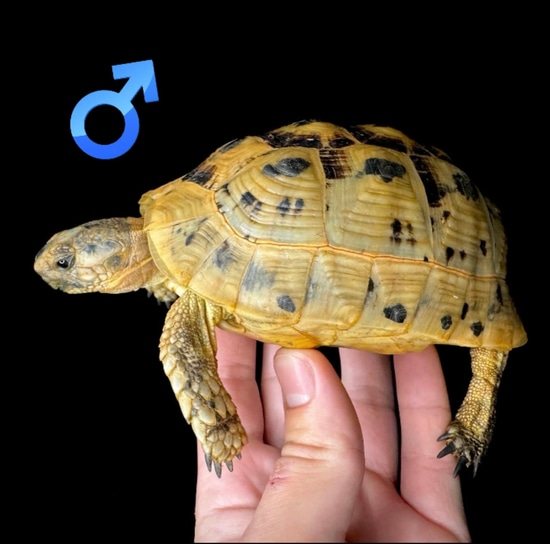 Libyan Greek Tortoise by AquaTerra Exotic Pets