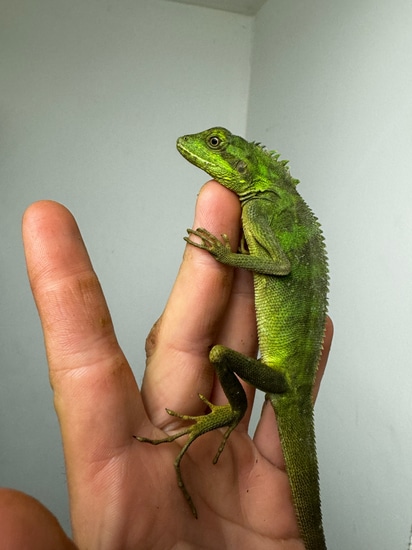 Solomon Island Tree Dragon More Lizard by AquaTerra Exotic Pets