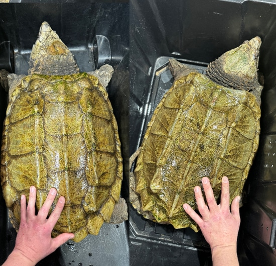 Alligator Snapping Turtle by AquaTerra Exotic Pets