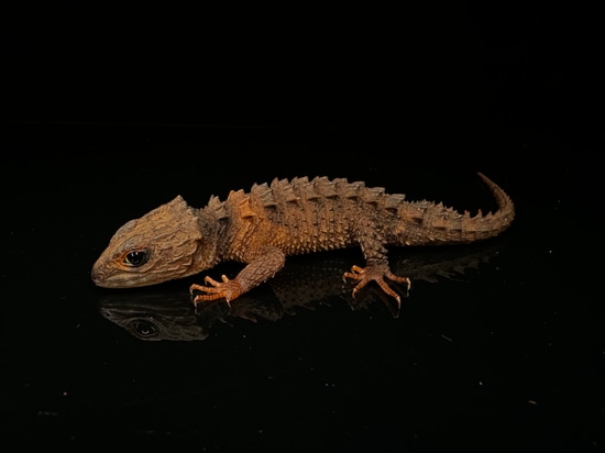 White Eyed Crocodile Skink Female More Skink by AquaTerra Exotic Pets