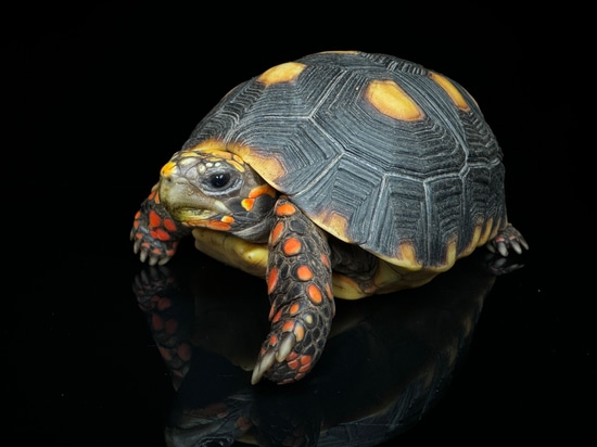 7” Redfoot Tortoise Red-Footed Tortoise by AquaTerra Exotic Pets