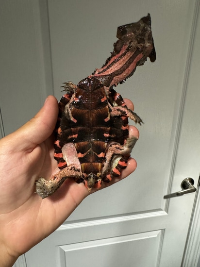 High Red 4” Mata Mata More Turtle by AquaTerra Exotic Pets