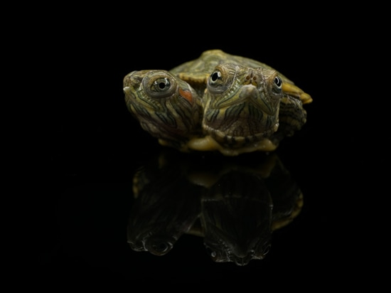 Two Headed Red Ear Slider! (NFS) More Turtle by AquaTerra Exotic Pets