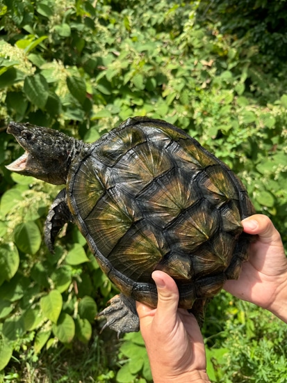 Alligator/Florida Snapping Turtle Hybrid by AquaTerra Exotic Pets