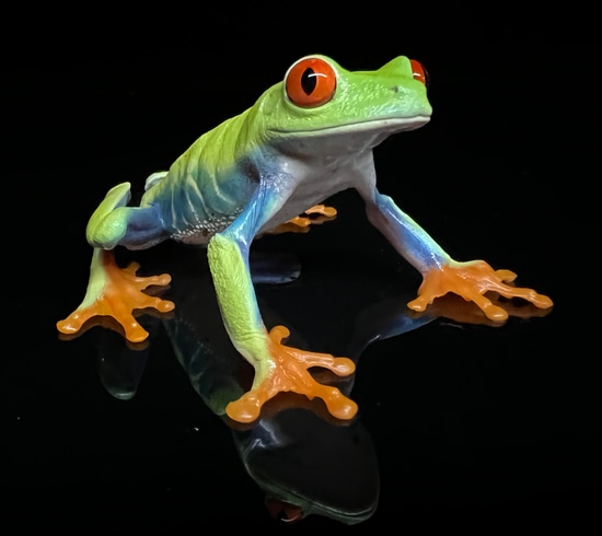 Red Eyed Tree Frogs Red-Eyed Tree Frog by AquaTerra Exotic Pets