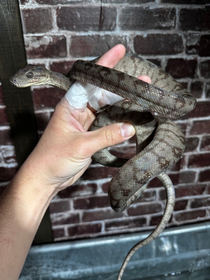 Amazon Tree Boa by AquaTerra Exotic Pets