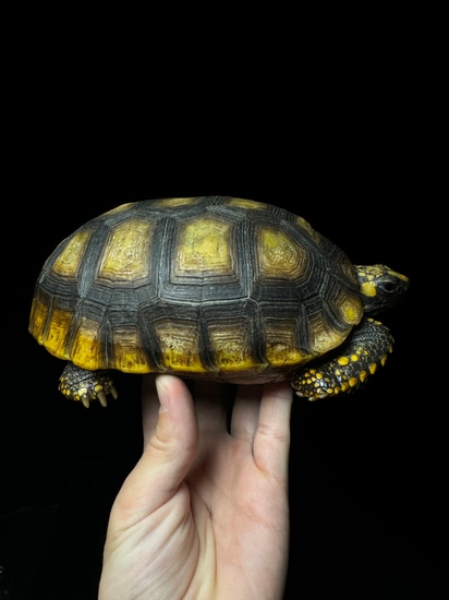 Amazon Basin Yellow Foot Yellow-Footed Tortoise by AquaTerra Exotic Pets