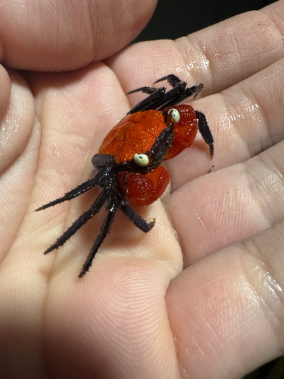 Red Devil Vampire Crab More Invertebrate by AquaTerra Exotic Pets