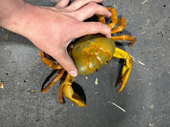 Butterscotch Giant Zombie Land Crab Ball Python by AquaTerra Exotic Pets