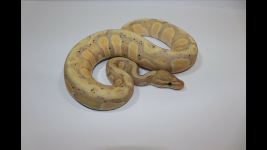 Coral Glow Het Pied Ball Python by Infamous reptiles