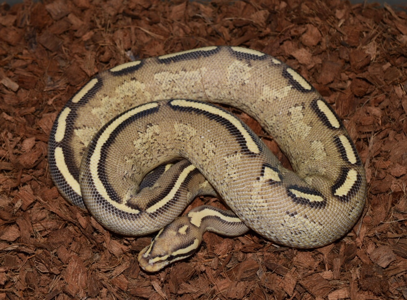 Asphalt Spark Aka Road-Rage Ball Python by Go-Exotic - MorphMarket