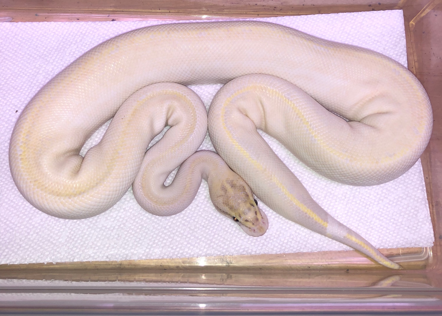 Ivory Ball Python by Go-Exotic - MorphMarket