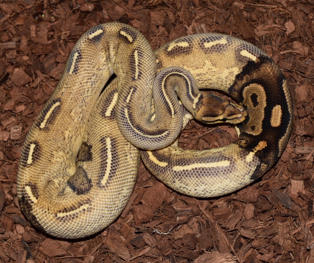 Freeway Paradox Ball Python by Go-Exotic - MorphMarket