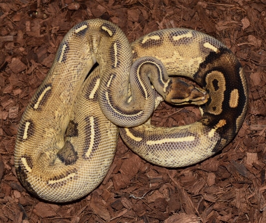 Freeway Paradox Ball Python by Go-Exotic