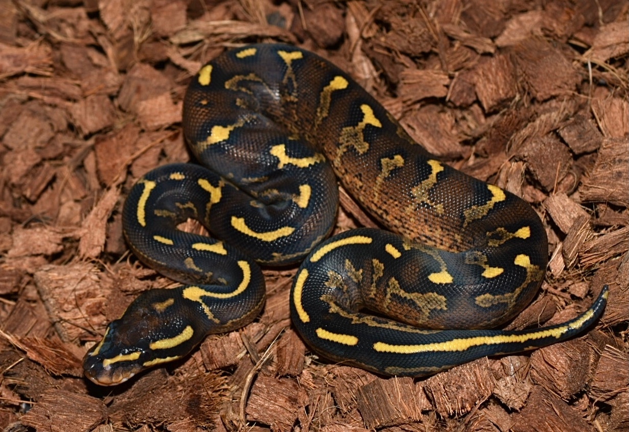 Super Asphalt Ball Python by Go-Exotic - MorphMarket