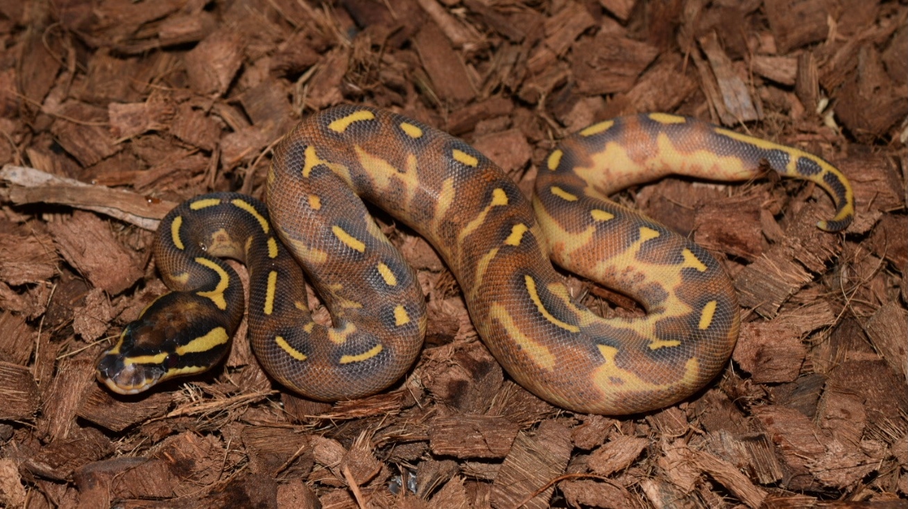 Mardi Gras Ball Python by Go-Exotic - MorphMarket