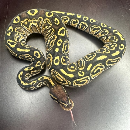Cross Bones Ball Pythons - MorphMarket