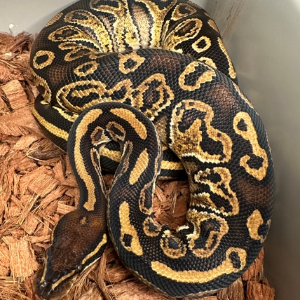 Cross Bones Ball Pythons - MorphMarket