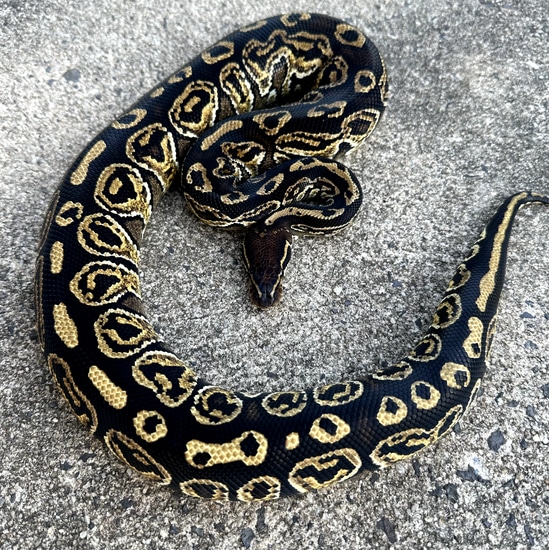 Super Blitz Special Ball Python by Cross Bones Ball Pythons