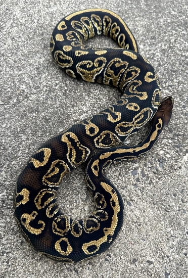 Super Blitz YB Ball Python by Cross Bones Ball Pythons