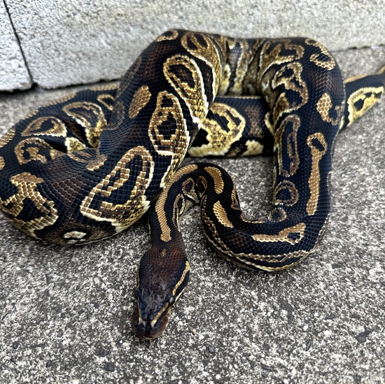 Blitz Ball Python by Cross Bones Ball Pythons