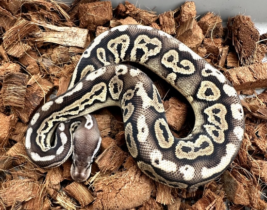 Pewter Double Het Hypo Puzzle Ball Python by Cross Bones Ball Pythons