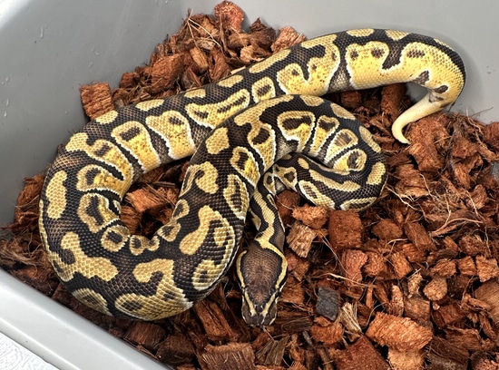 Blitz Enchi Het Clown Ball Python by Cross Bones Ball Pythons