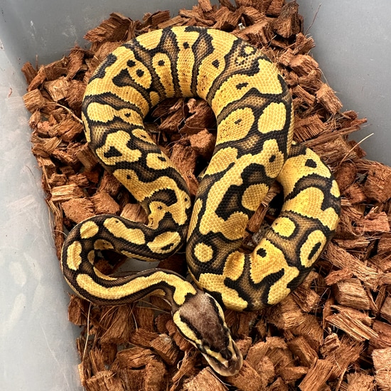 Pastel Red Stripe Het Desert Ghost Het Clown Ball Python by Cross Bones ...