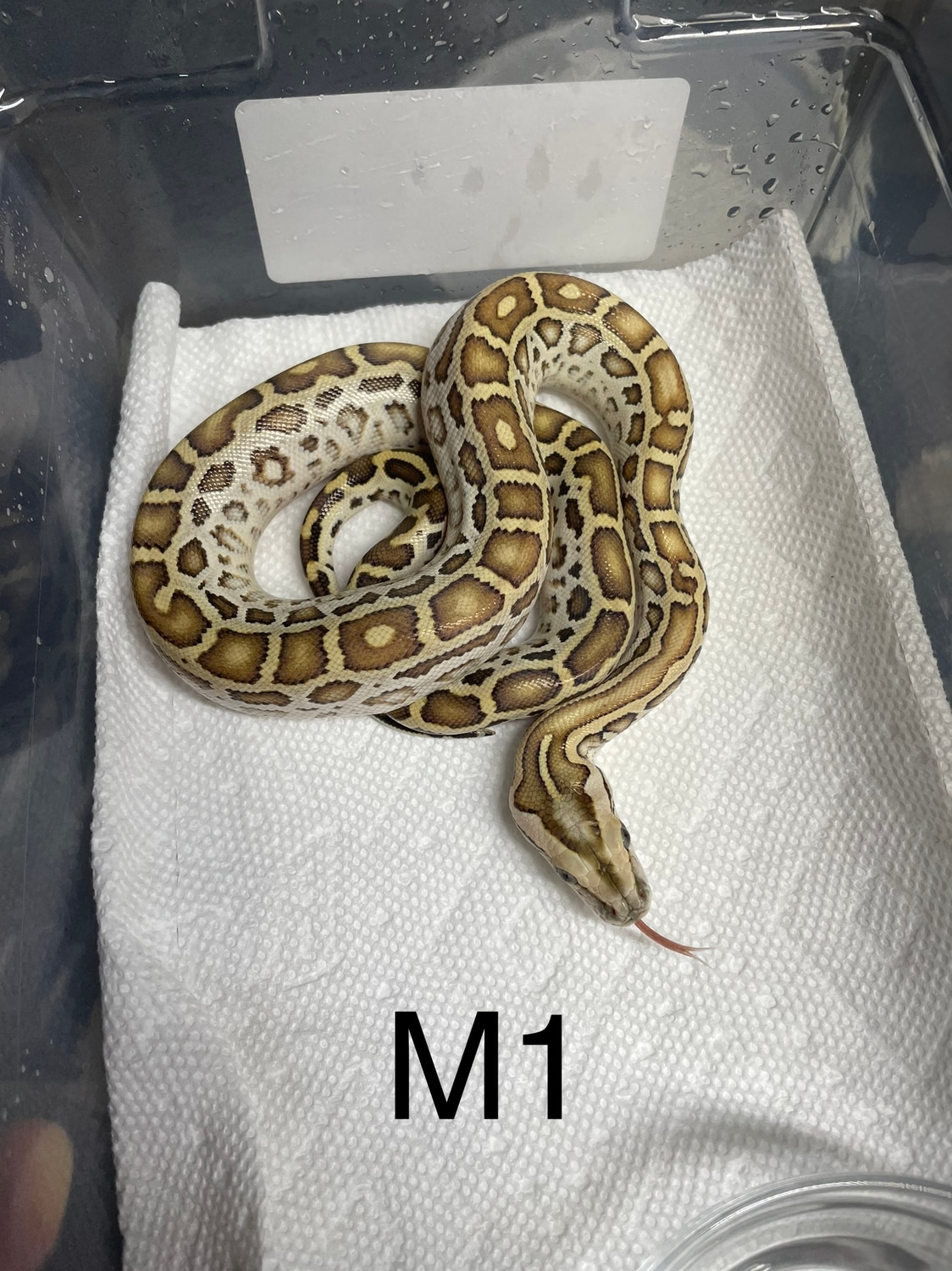 Hypo Het Albino Burmese Python by Anaconda_keeper - MorphMarket