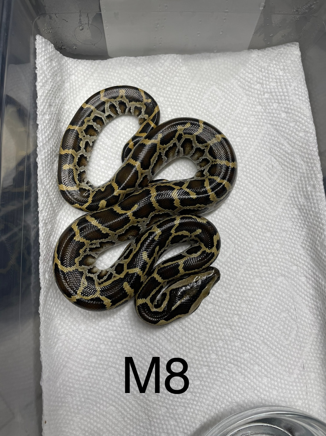 Normal Burmese Python by Anaconda_keeper - MorphMarket