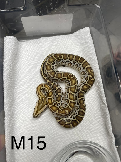 Hypo Het Albino Burmese Python by Anaconda_keeper