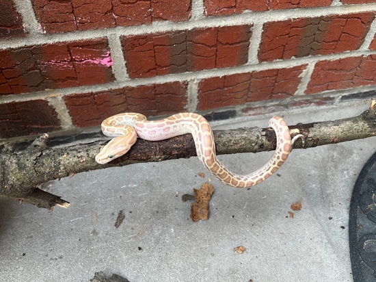 Hypo Burmese Python by Anaconda_keeper