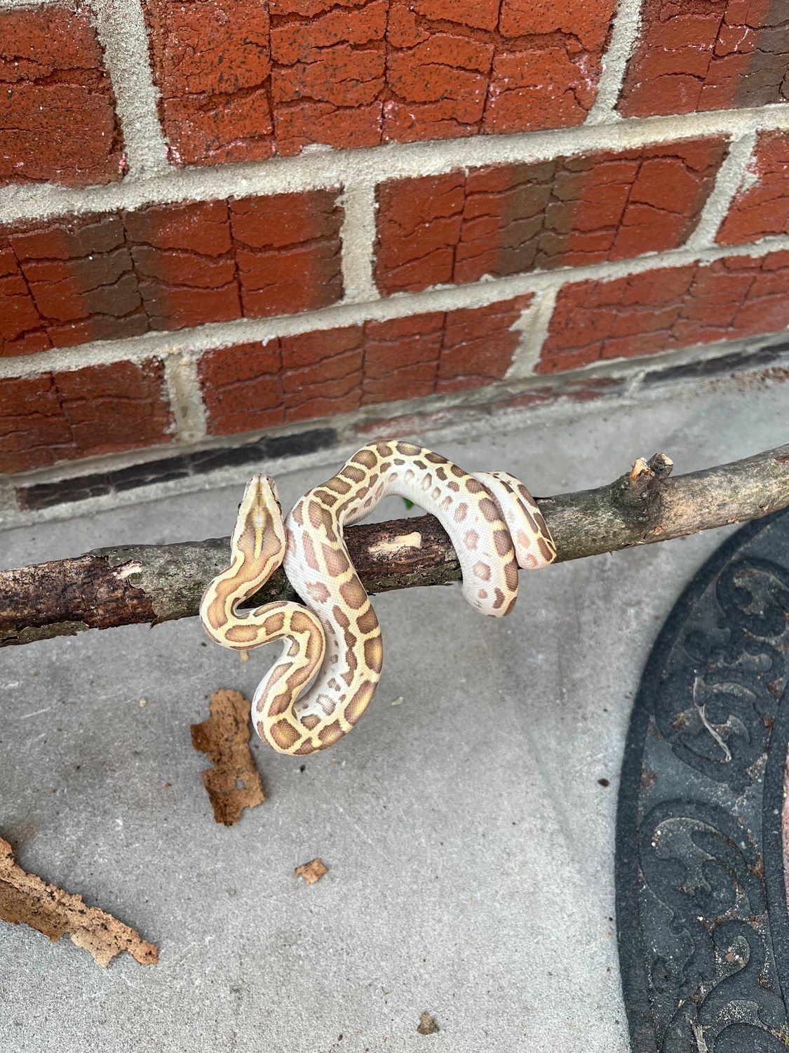 Hypo Burmese Python by Anaconda_keeper - MorphMarket