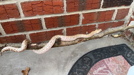 Hypo Burmese Python by Anaconda_keeper