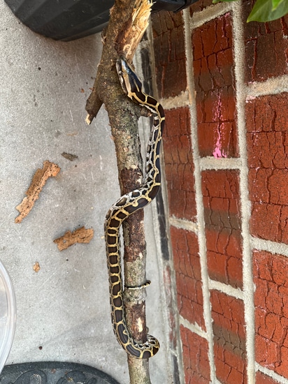 Normal Burmese Python by Anaconda_keeper
