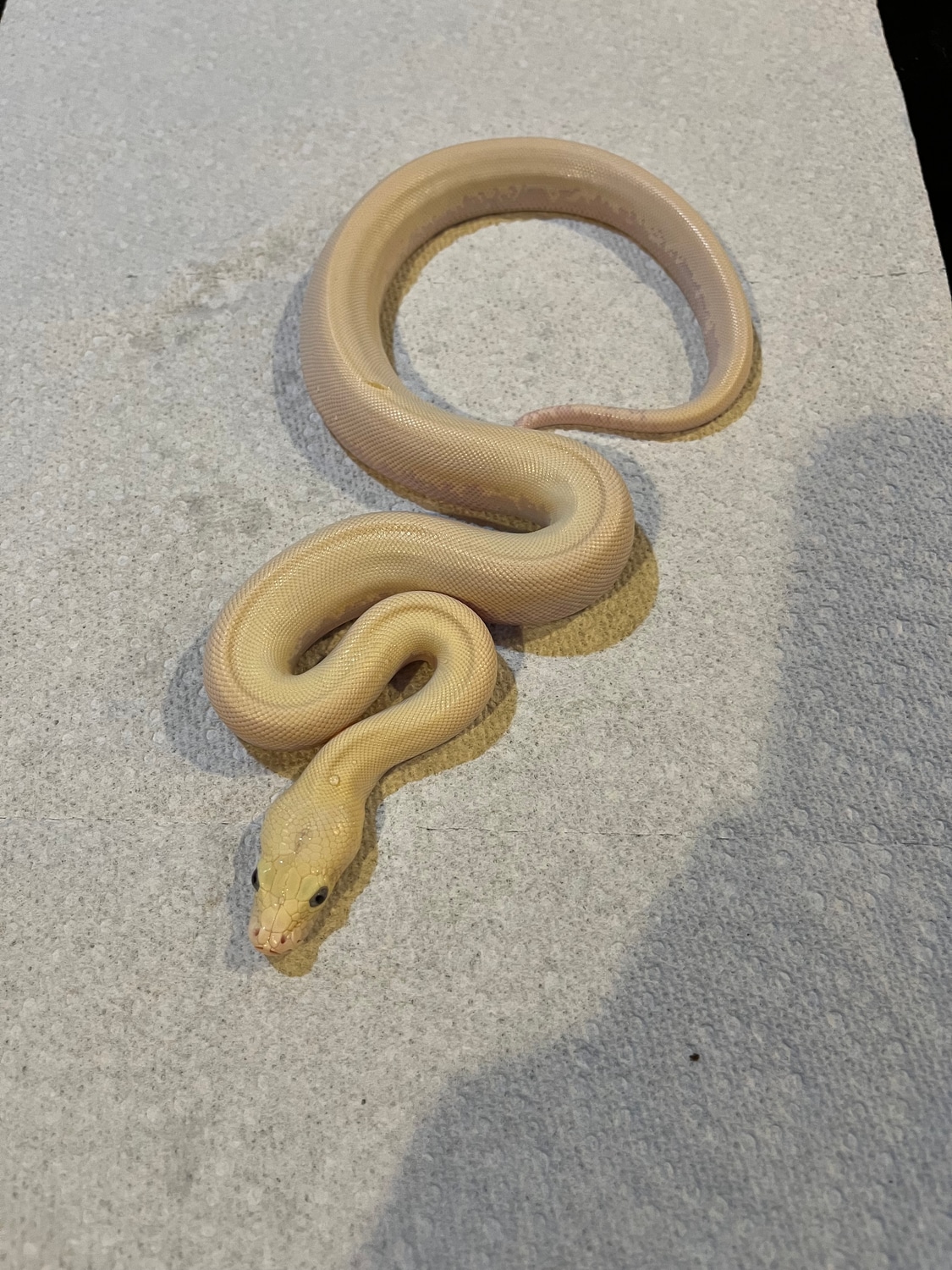 Ivory Burmese Python by Anaconda_keeper - MorphMarket