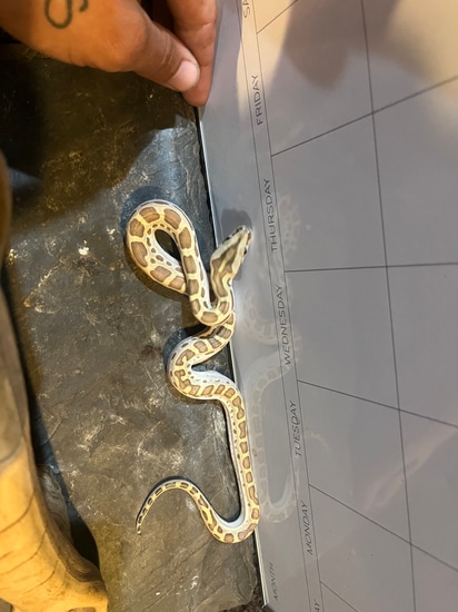 Hypo Burmese Python by Anaconda_keeper