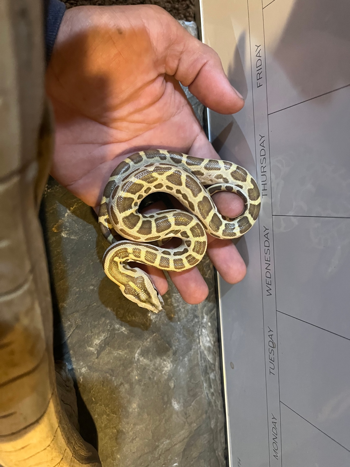 Hypo Burmese Python by Anaconda_keeper - MorphMarket