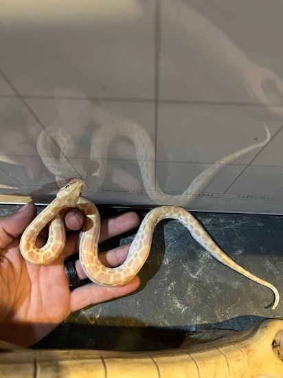 Pearl Burmese Python by Anaconda_keeper