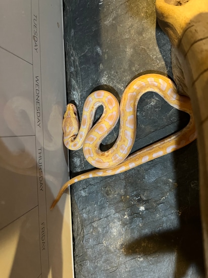 Albino Burmese Python by Anaconda_keeper