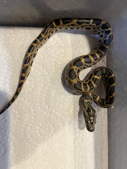 Normal Burmese Python by Anaconda_keeper