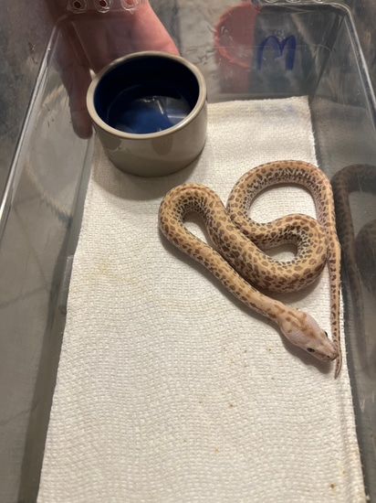 Hypo Granite Burmese Python by Anaconda_keeper