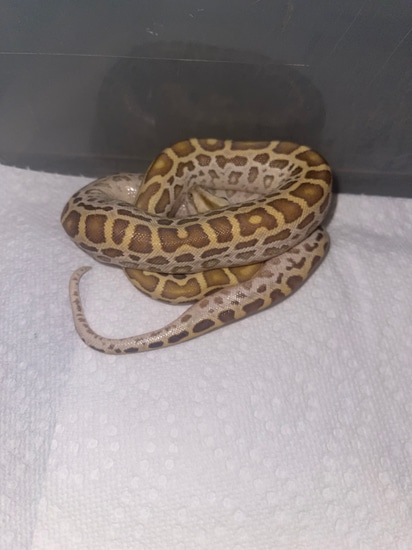 Hypo Burmese Burmese Python by Anaconda_keeper