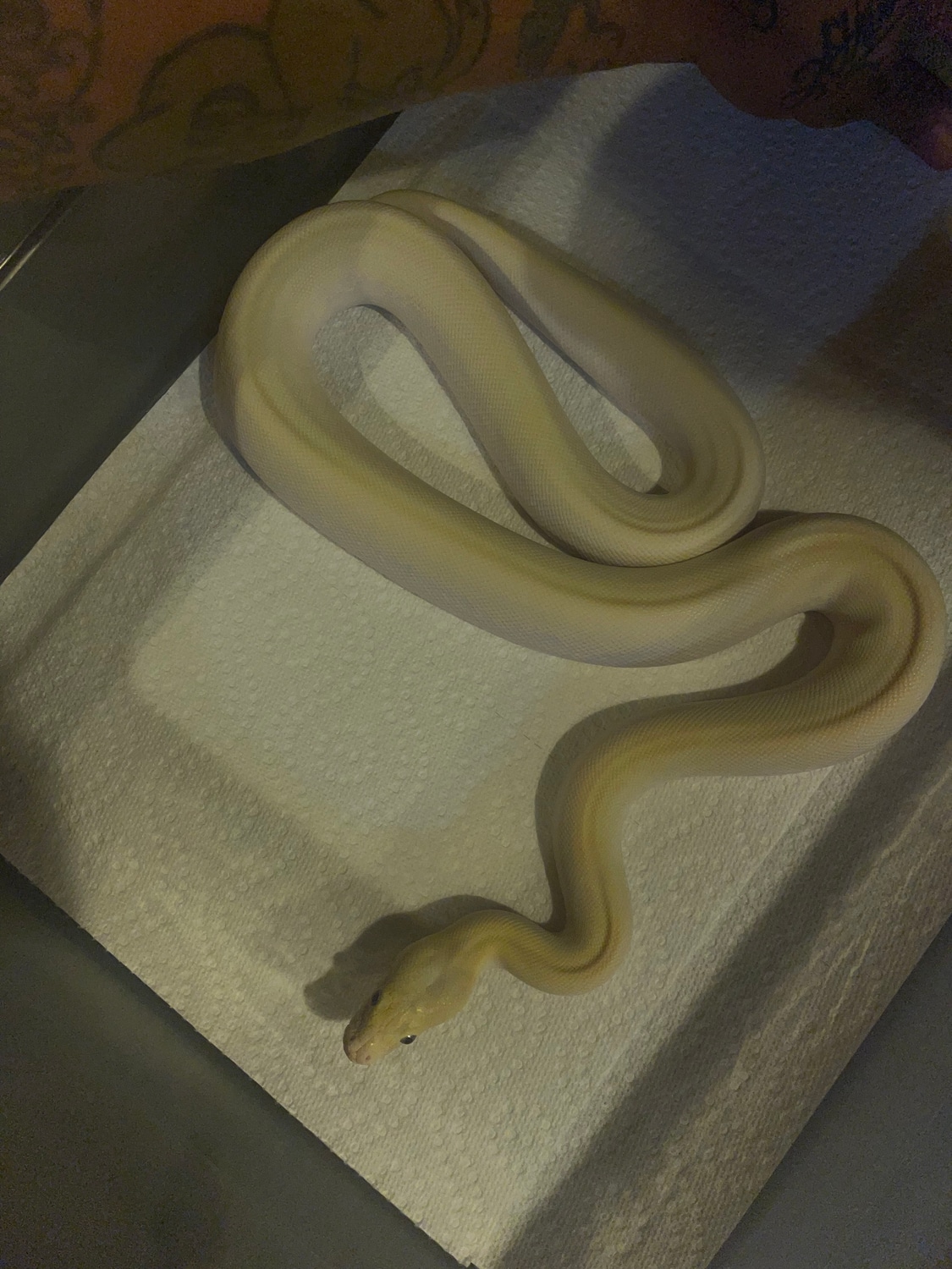 Ivory Burmese Burmese Python by Anaconda_keeper - MorphMarket