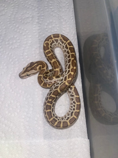 Hypo Burmese Burmese Python by Anaconda_keeper